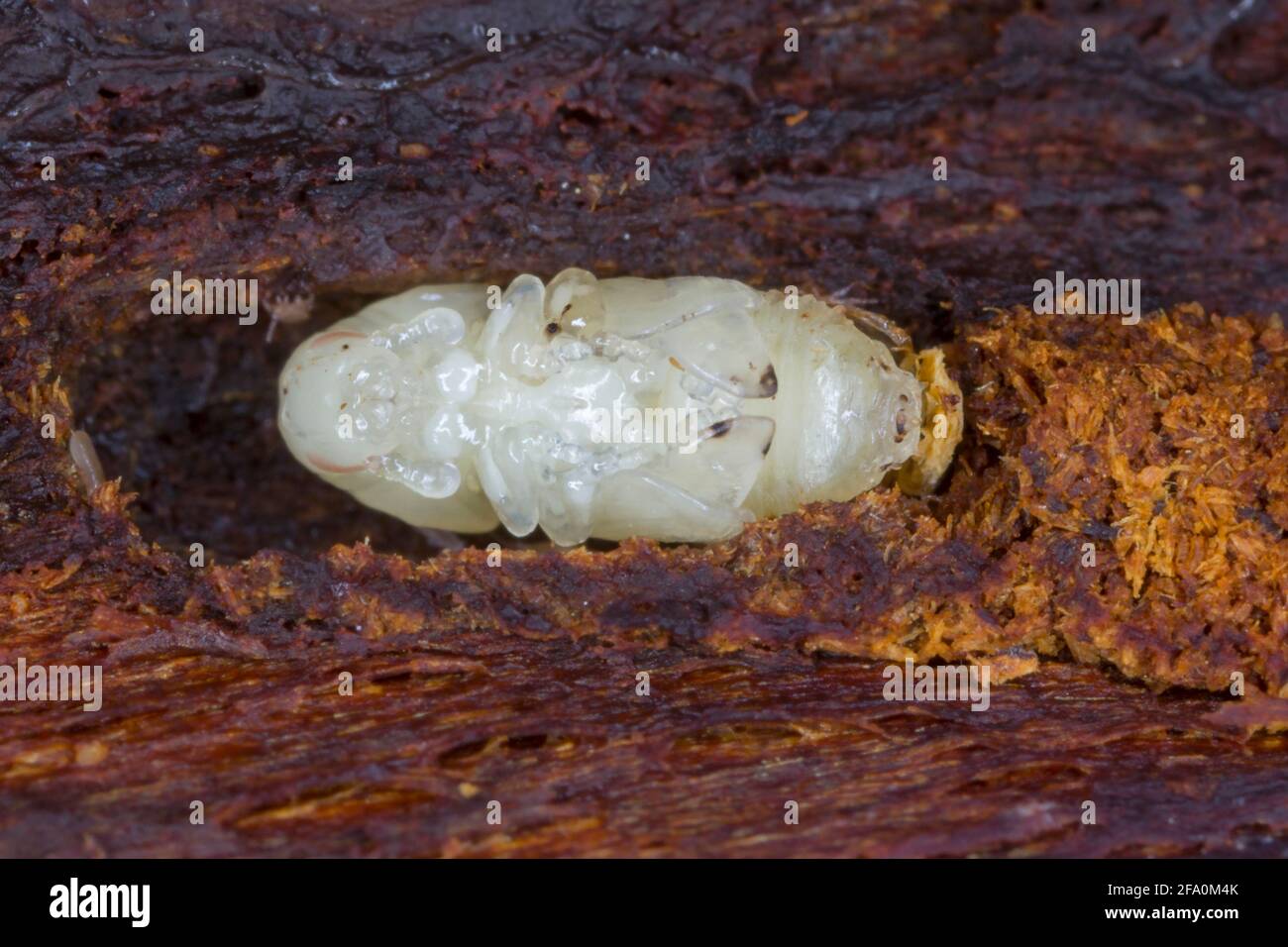 Pupa of Scolytus mali - larger shothole borer (other names apple bark ...