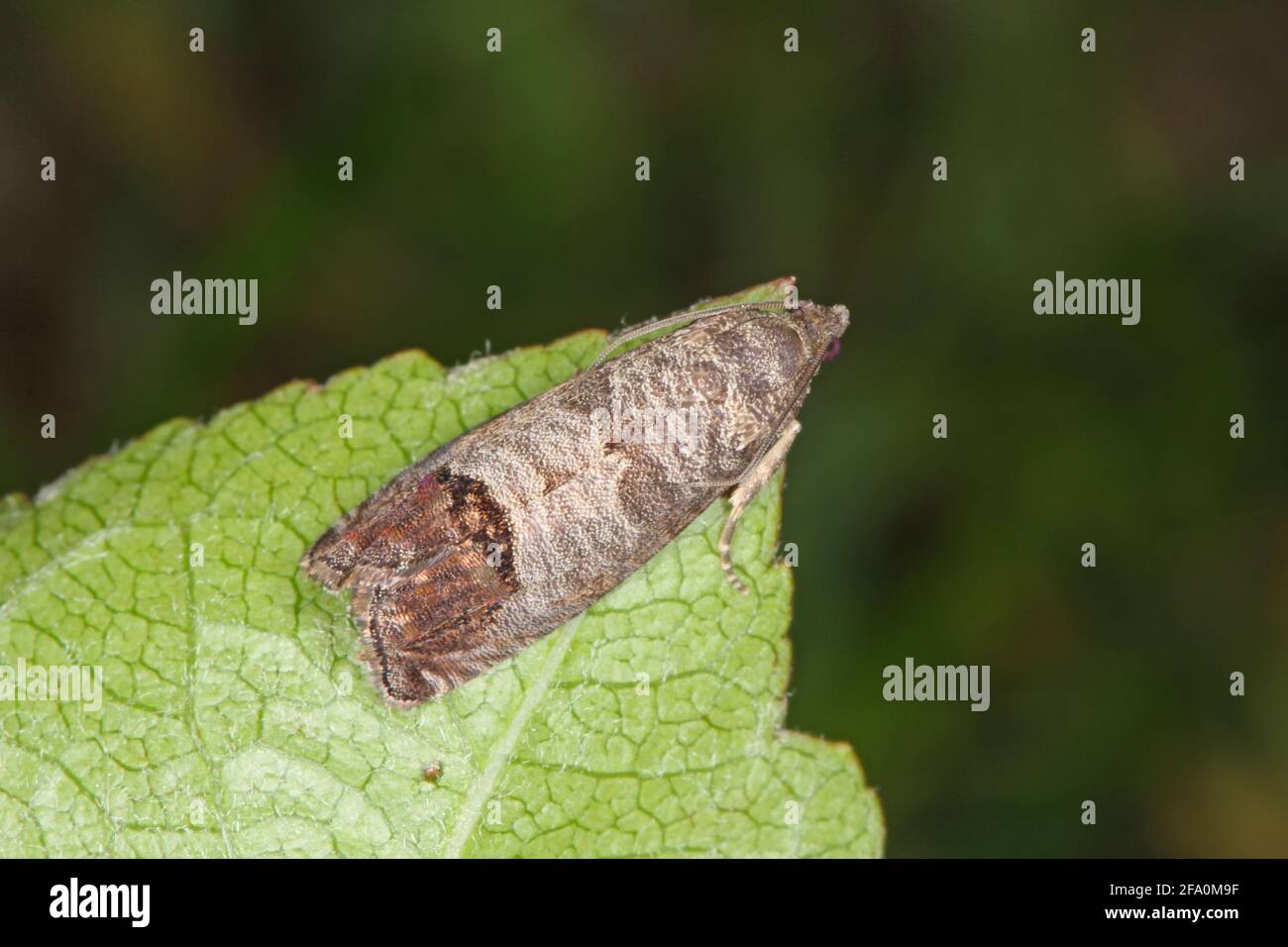 The codling moth Cydia pomonella of the Lepidopteran family Tortricidae ...
