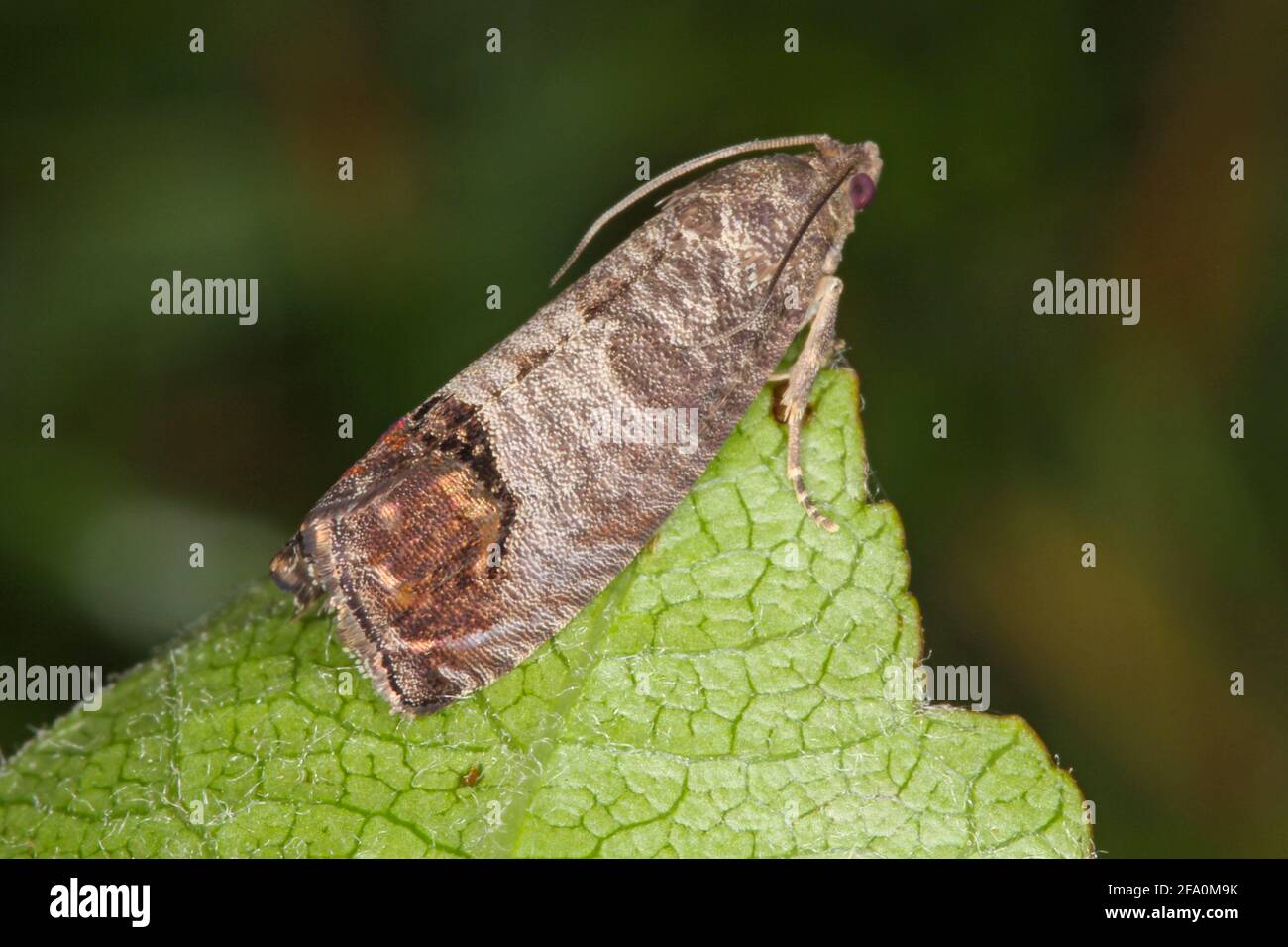 The codling moth Cydia pomonella of the Lepidopteran family Tortricidae ...