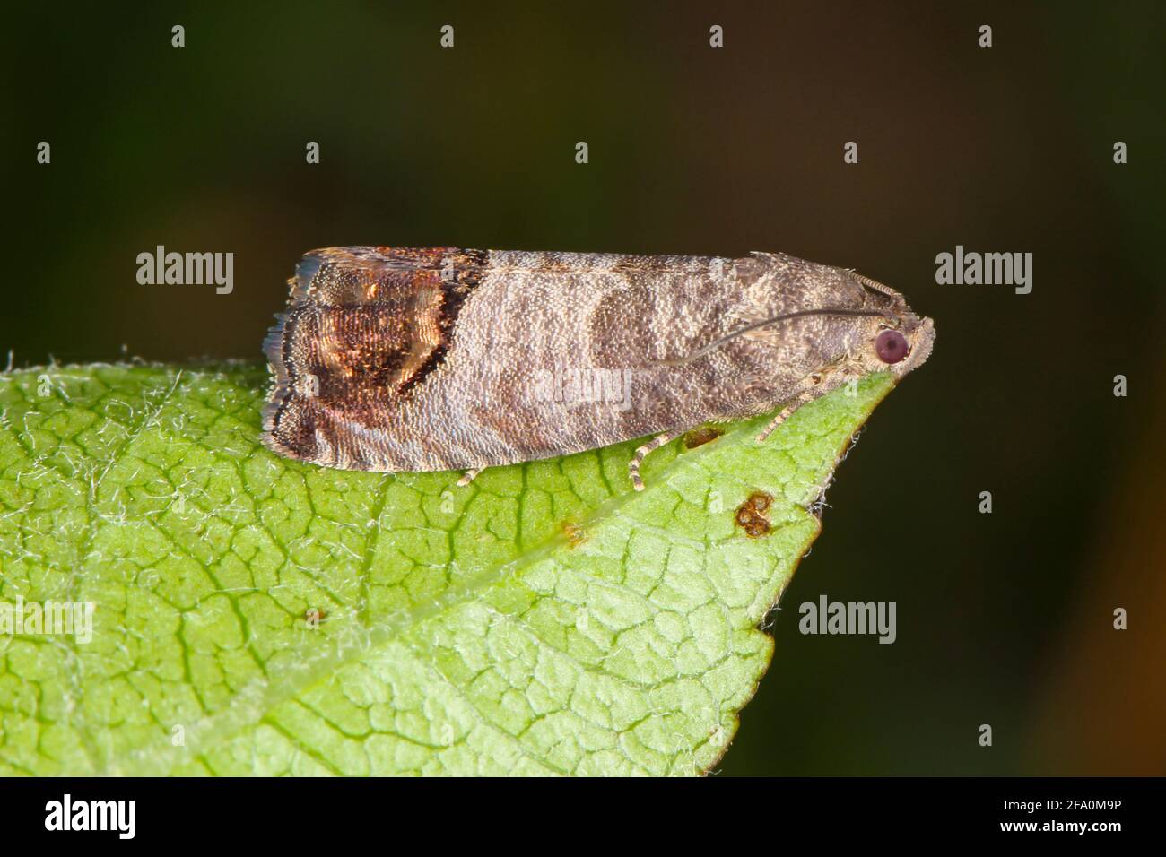 The codling moth Cydia pomonella of the Lepidopteran family Tortricidae ...