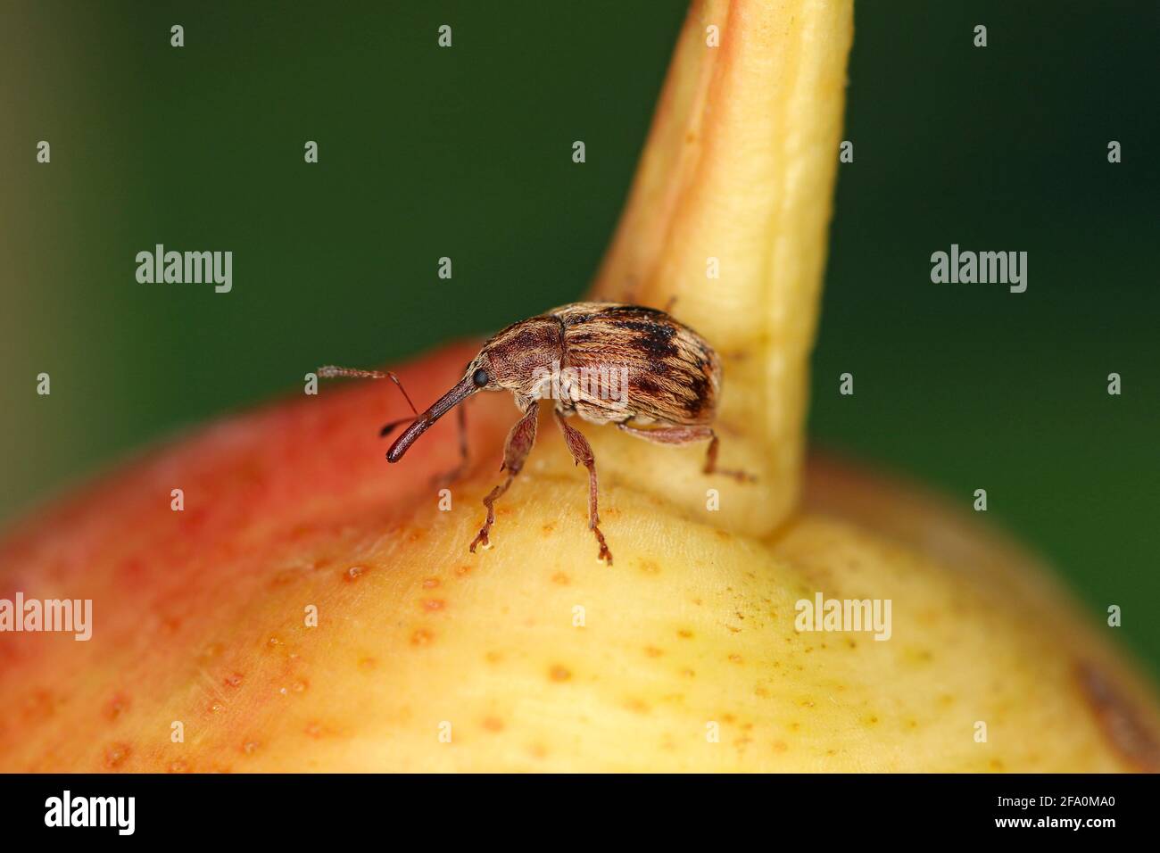 Major fruit pests hi-res stock photography and images - Alamy
