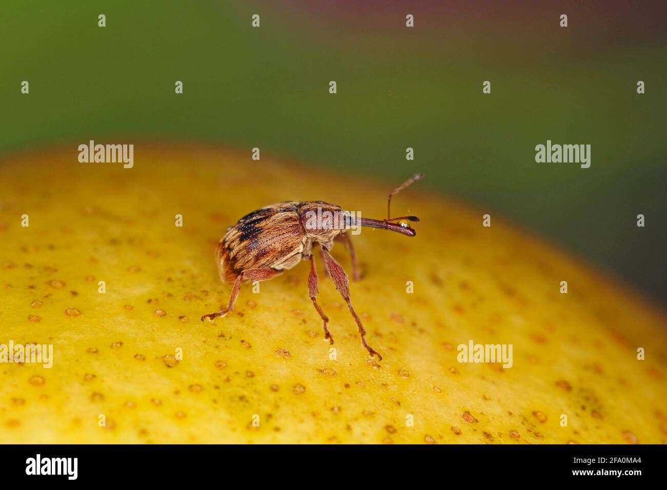 Anthonomus pomorum or the apple blossom weevil is a major pests of ...