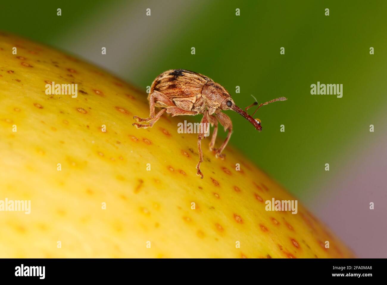 Anthonomus pomorum or the apple blossom weevil is a major pests of ...