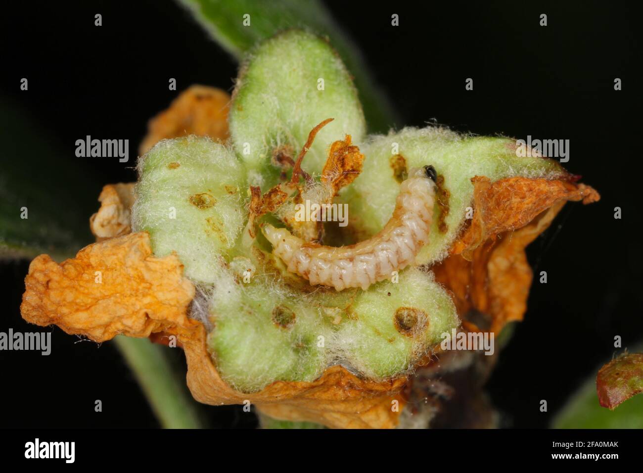Anthonomus pomorum or the apple blossom weevil is a major pests of ...