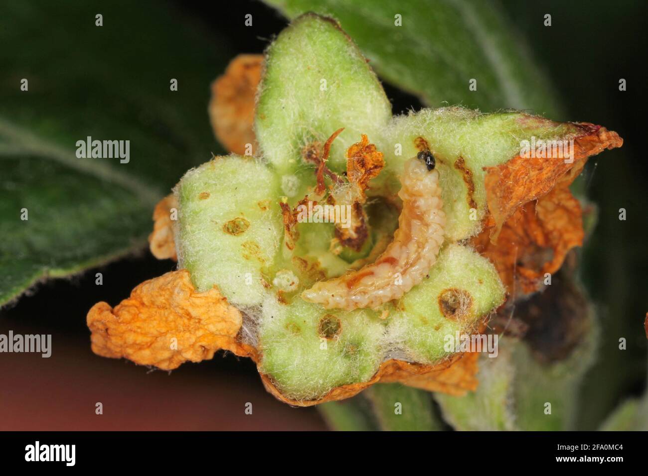 Anthonomus pomorum or the apple blossom weevil is a major pests of ...