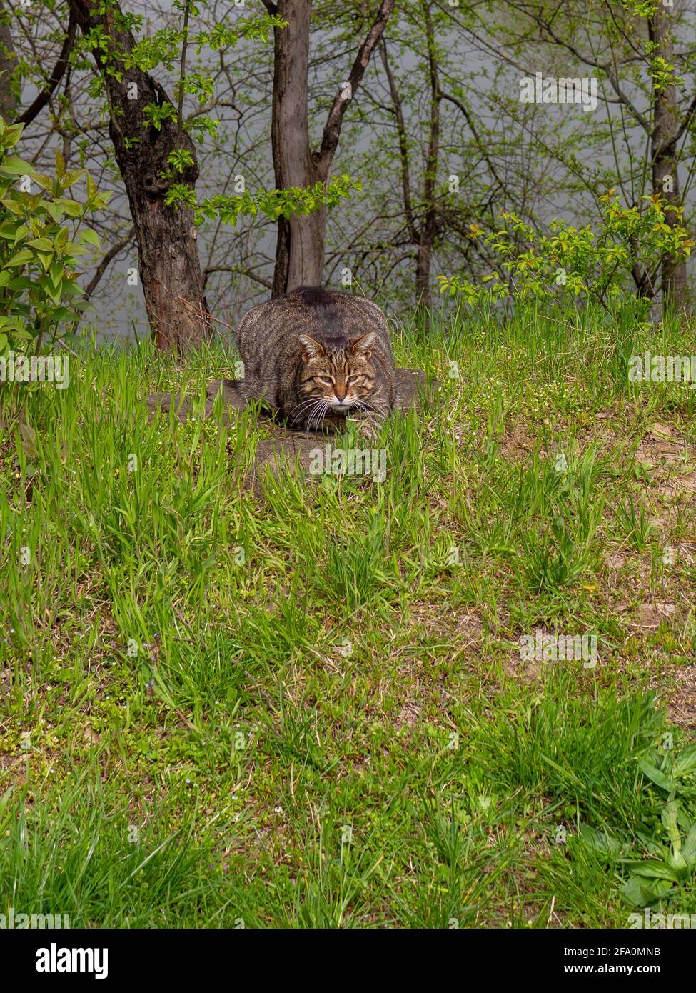 Funny gray striped cat lying on the grass and looking to the camera ...