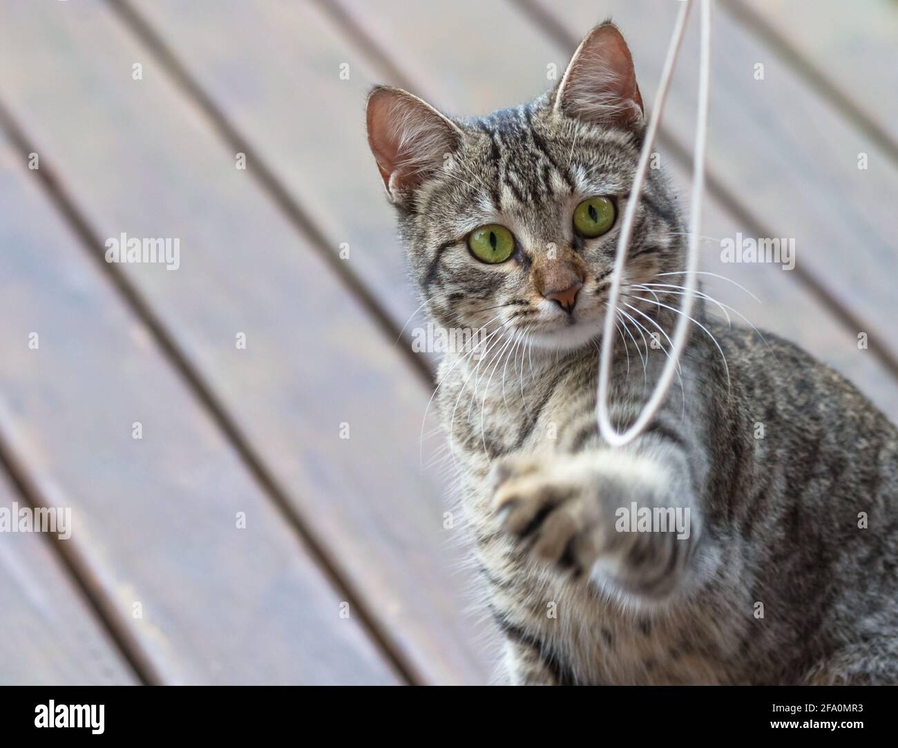 Adorable gray striped cat playing with a rope with wide opened eyes ...