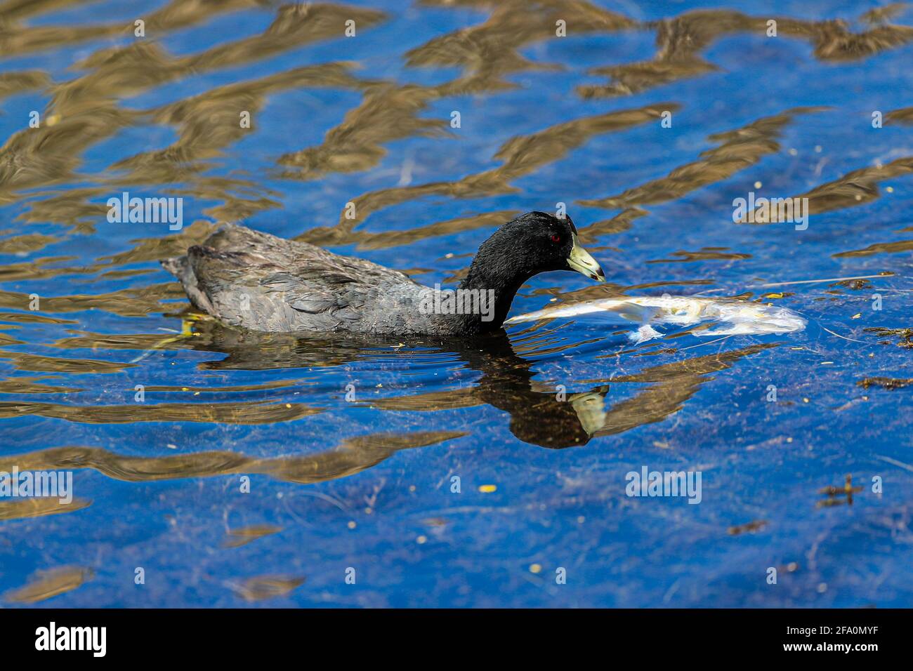 American Coot. An American Coot duck next to a dead Tilapia fish ...