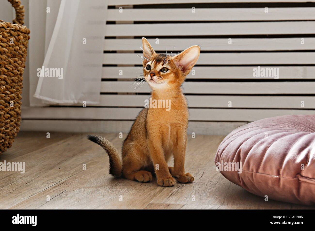 Two month old cinnamon abyssinian cat at home. Beautiful purebred short ...