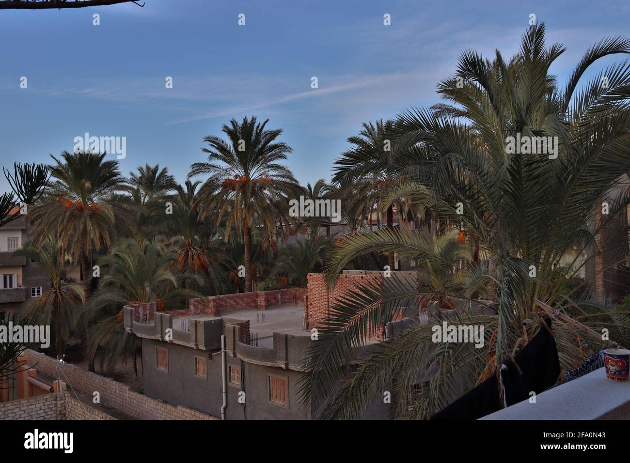 palm tree in the countryside with landscape and many building and roof ...