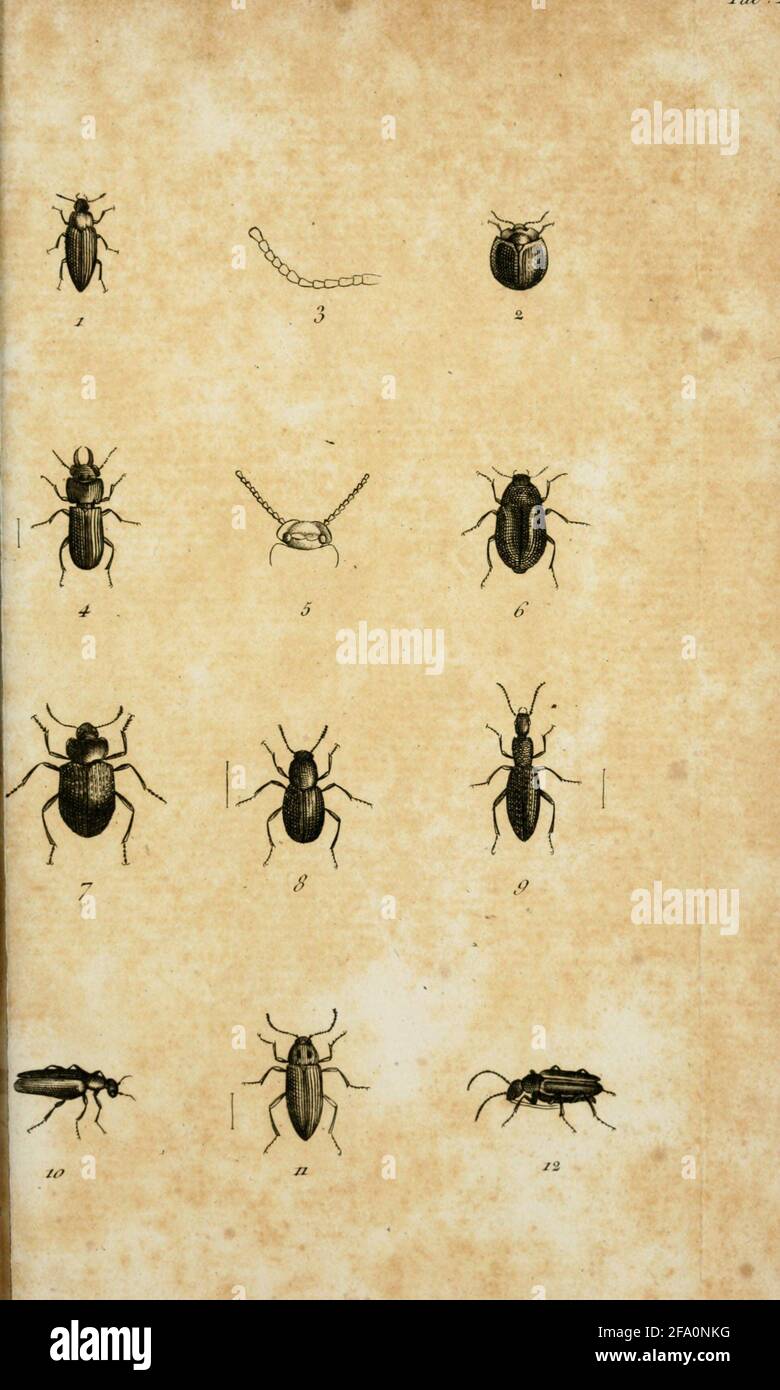 Stag beetle family hi-res stock photography and images - Alamy