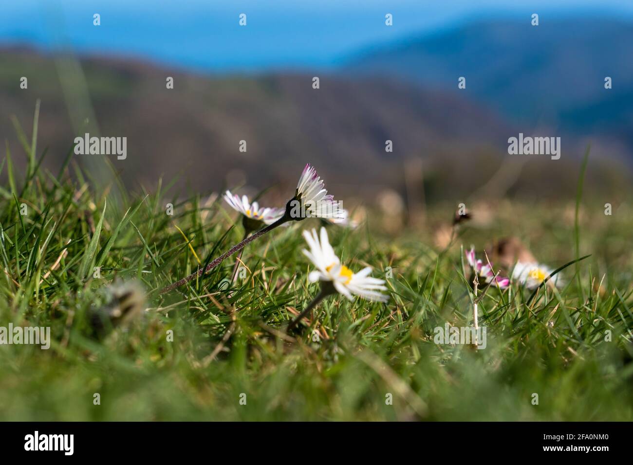 The southern daisy hi-res stock photography and images - Alamy