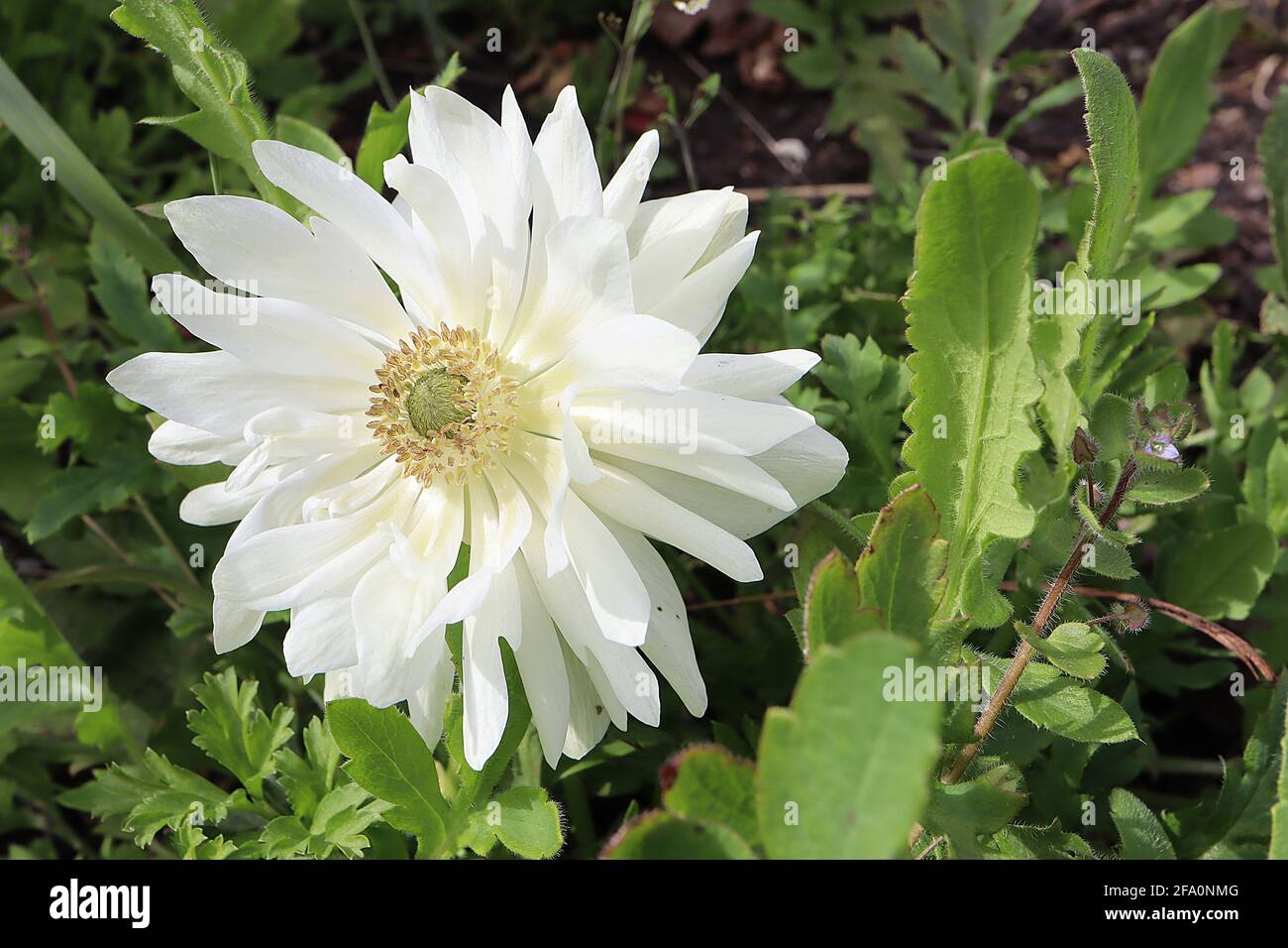 Anemone coronaria ‘Harmony Double White’ double white poppy anemone ...