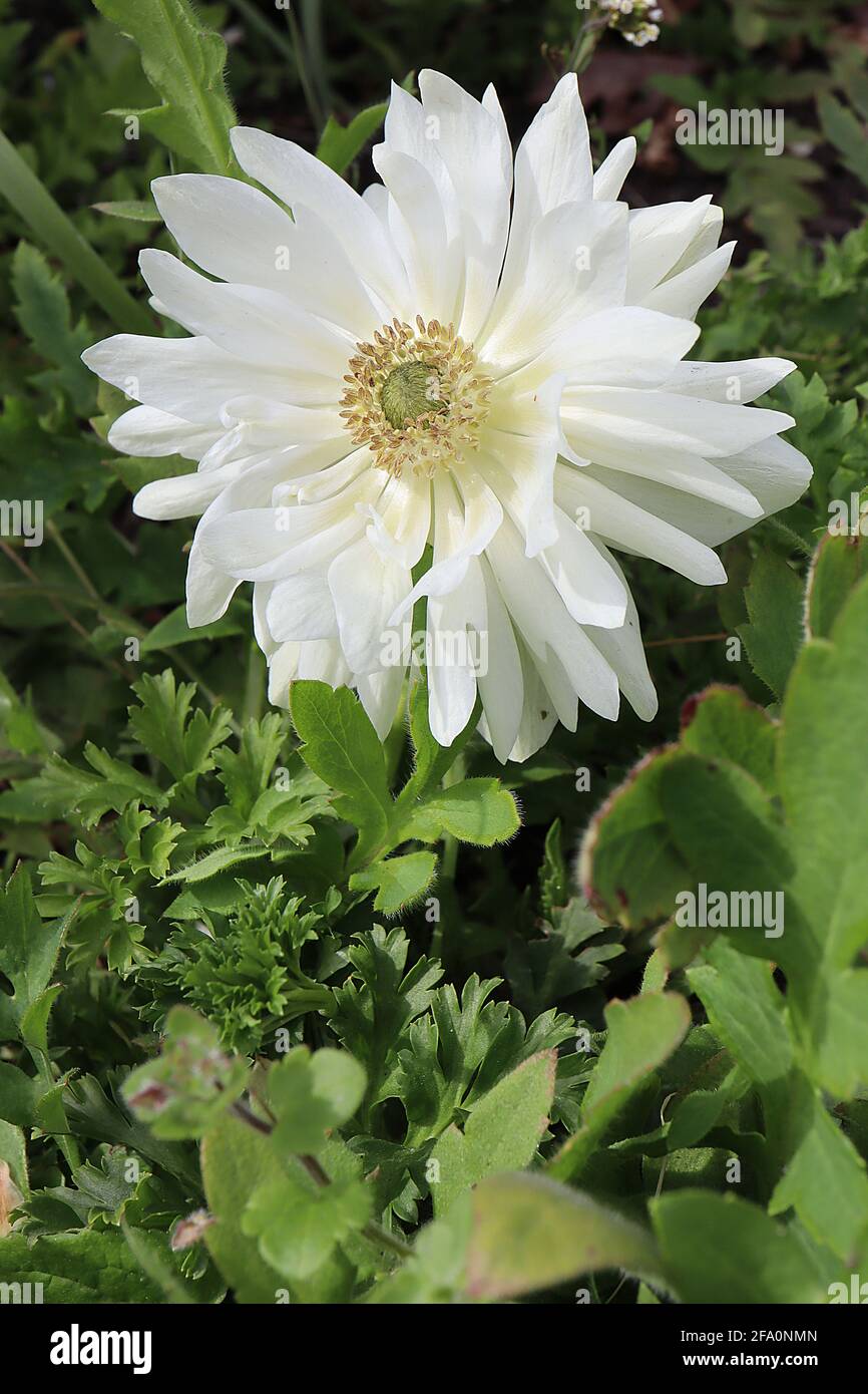 Anemone coronaria ‘Harmony Double White’ double white poppy anemone ...