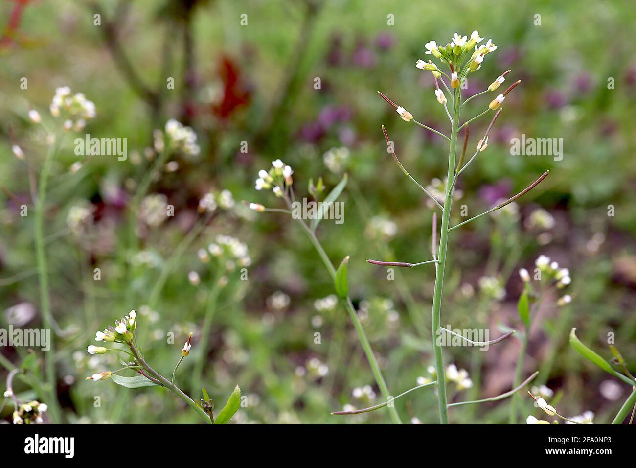 Thale Cress High Resolution Stock Photography and Images - Alamy