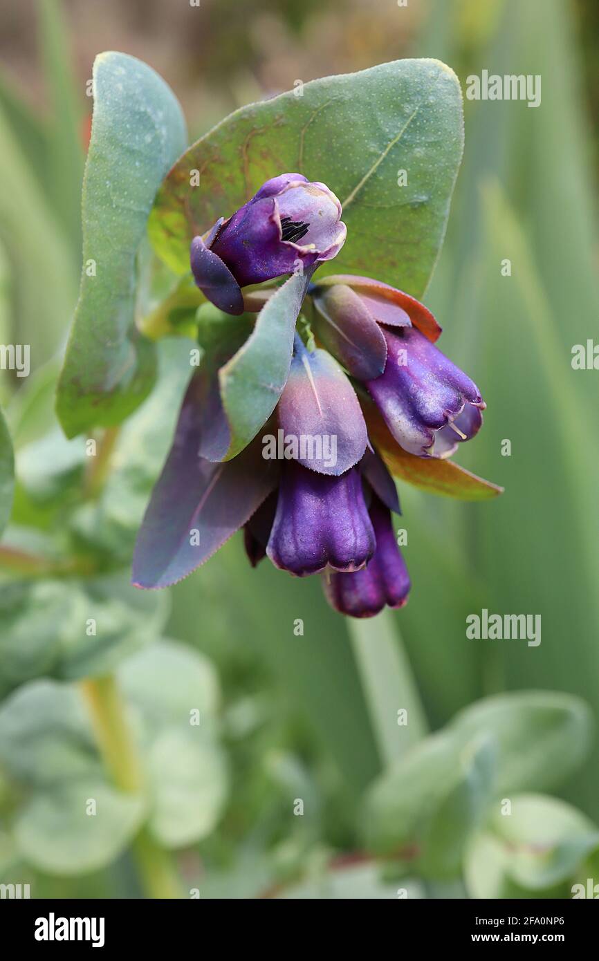 Cerinthe major purpurascens blue honeywort – deep purple fluted bell ...
