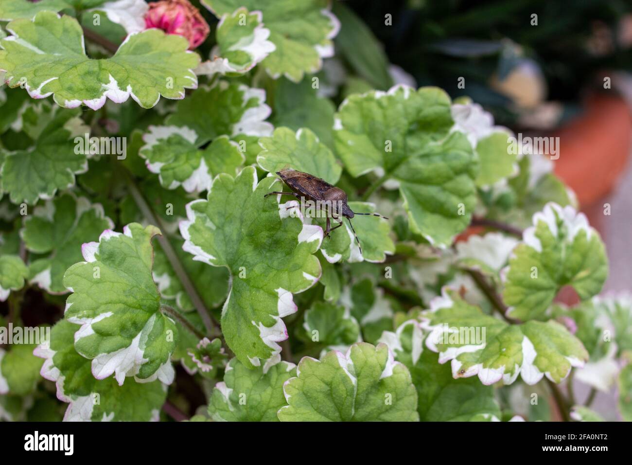 Closeup shot of a dark brown insect on the green plant in the Botanique ...