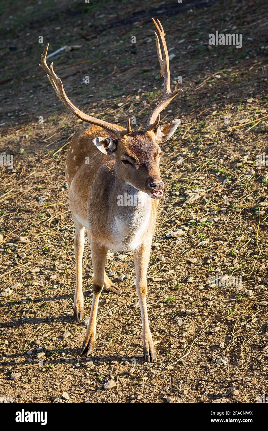 Rocky roe hi-res stock photography and images - Alamy