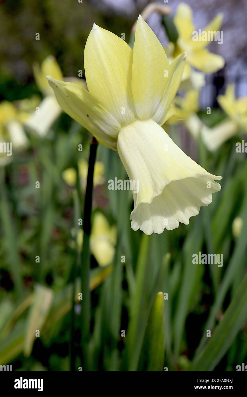 Narcissus / Daffodil ‘Lemon Silk’ Division 6 Cyclamineus Daffodils ...