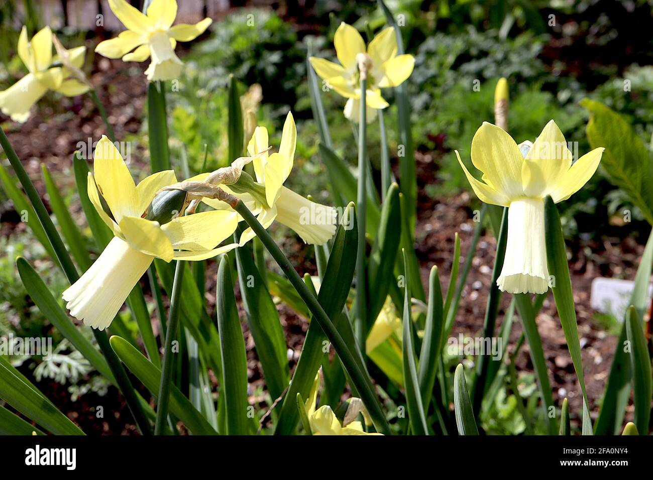 Narcissus / Daffodil ‘Lemon Silk’ Division 6 Cyclamineus Daffodils ...