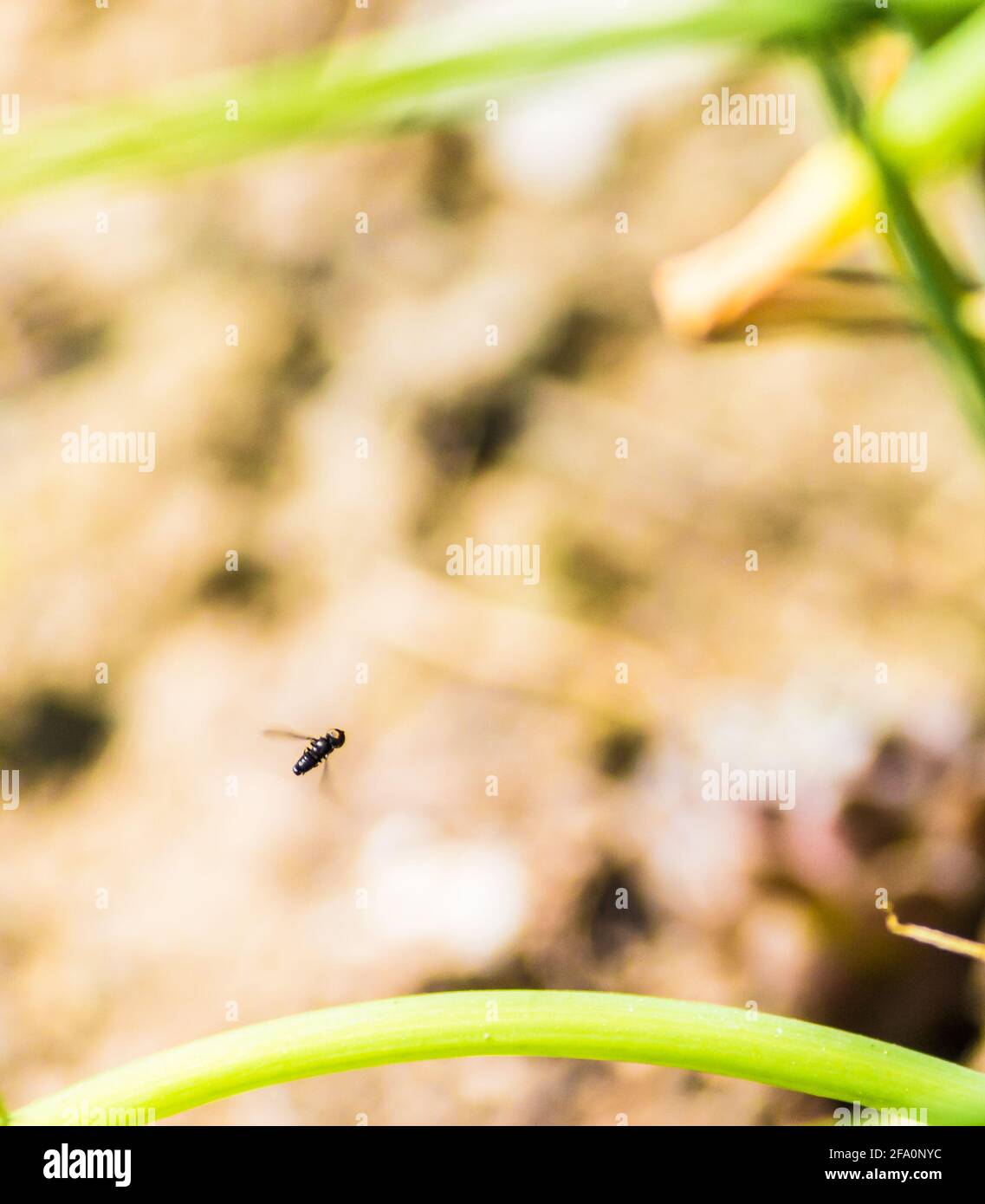 Buzzing beetle hi-res stock photography and images - Alamy