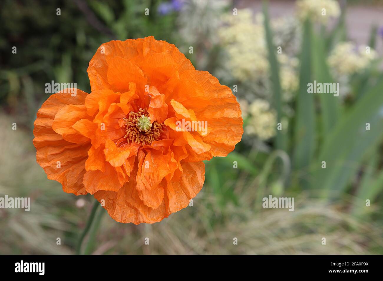 Papaver rupifragum ‘Orange Feathers’ Poppy Orange Feathers – double ...