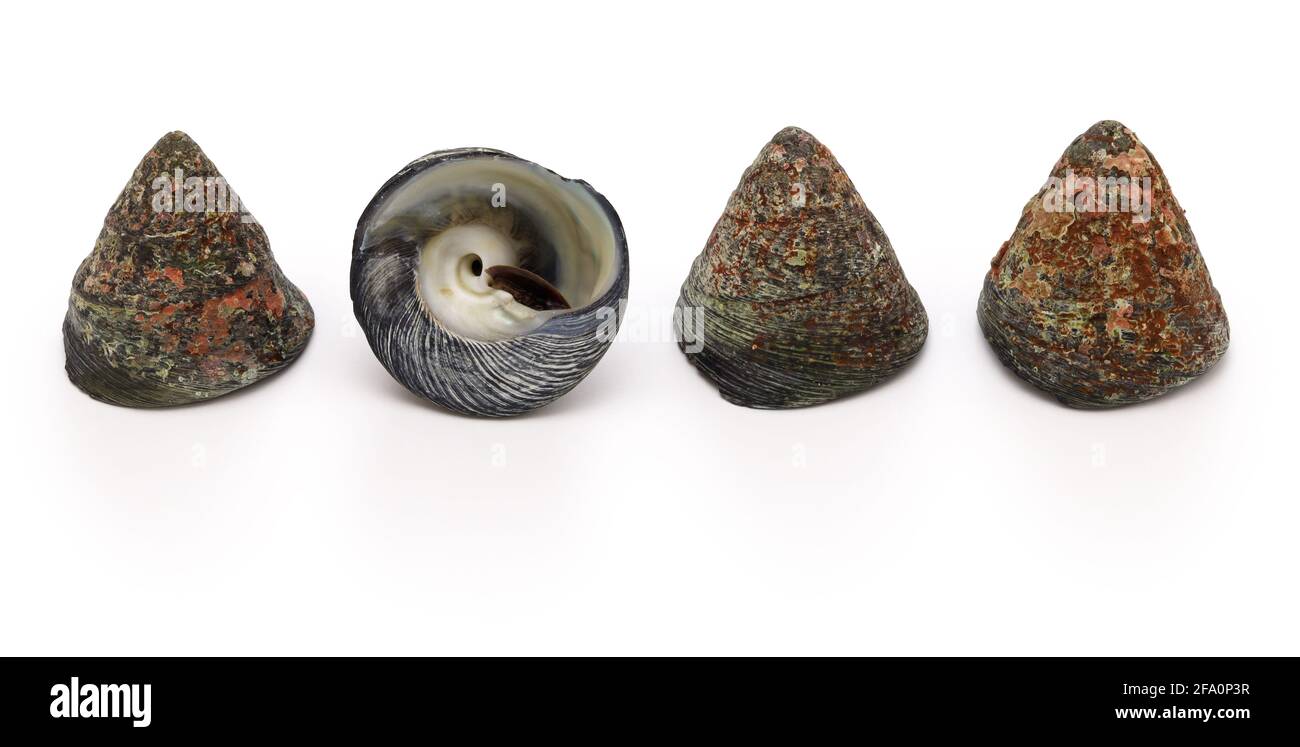 Tegula pfeifferi is a species of sea snail, more commonly known as ...