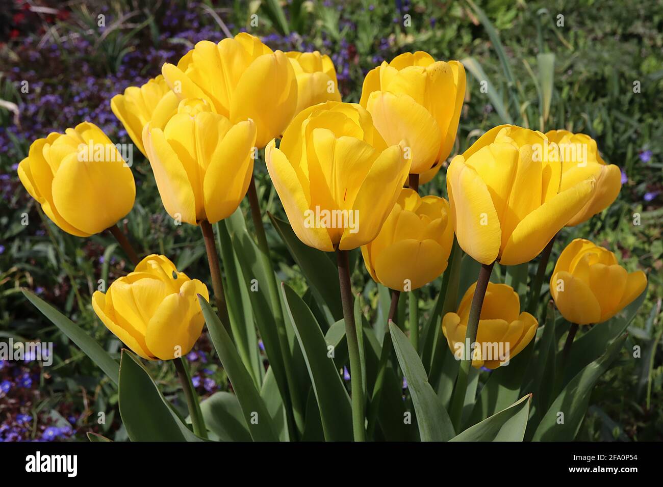 Tulipa ‘Golden apeldoorn’ Darwin hybrid 4 Golden Apeldoorn tulip ...