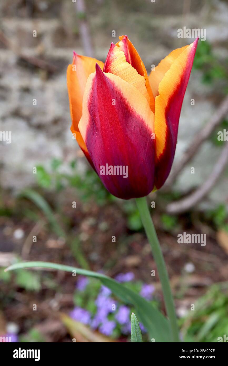 Tulipa ‘Slawa’ Triumph tulip 3 Slawa tulip - deep red flowers, red ...