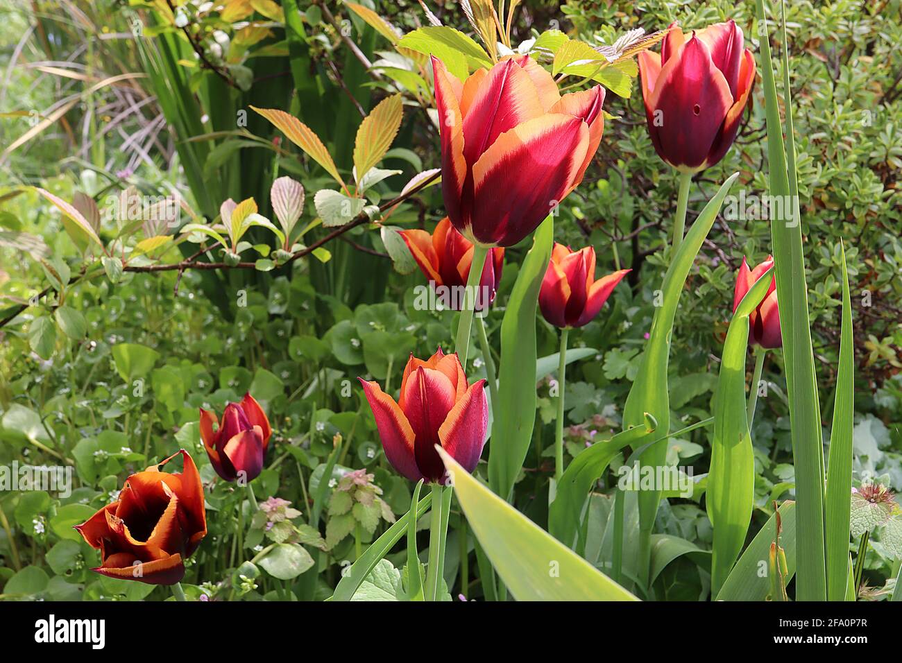 Tulipa ‘Slawa’ Triumph tulip 3 Slawa tulip - deep red flowers, red ...