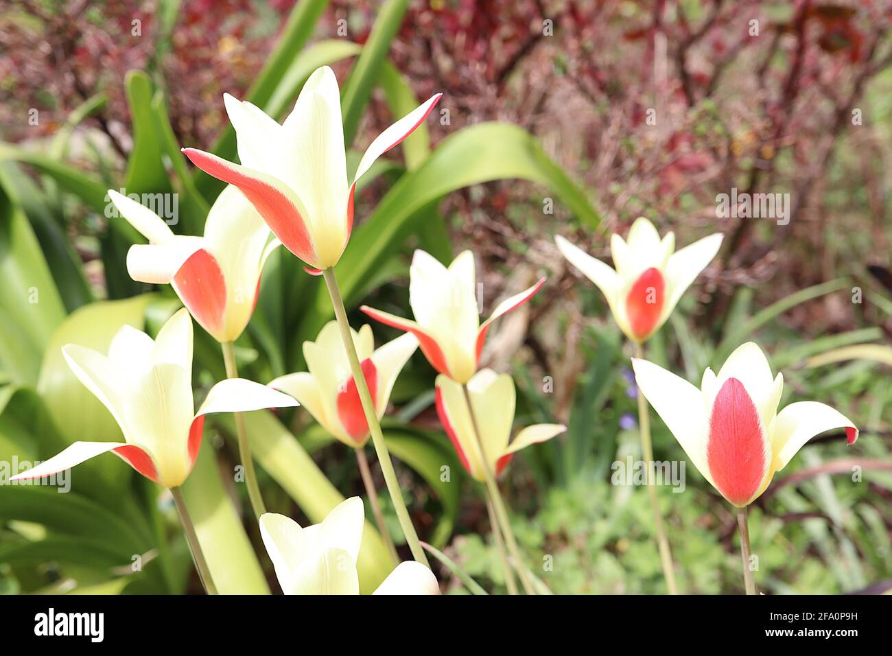 Tulipa clusiana ‘Cynthia’ Species tulip 15 Cynthia tulip - coral red ...