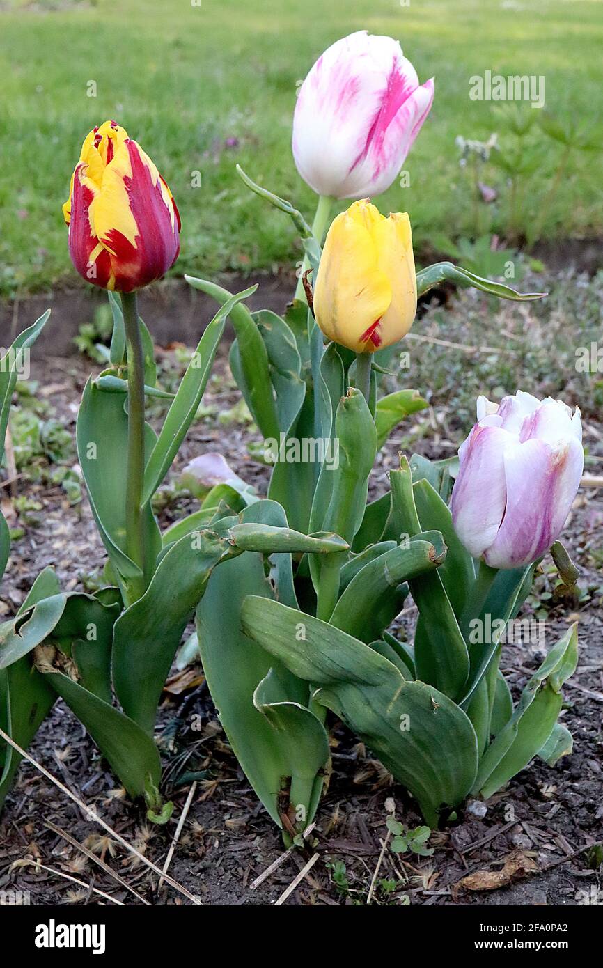 Rembrandt style tulip hi-res stock photography and images - Alamy