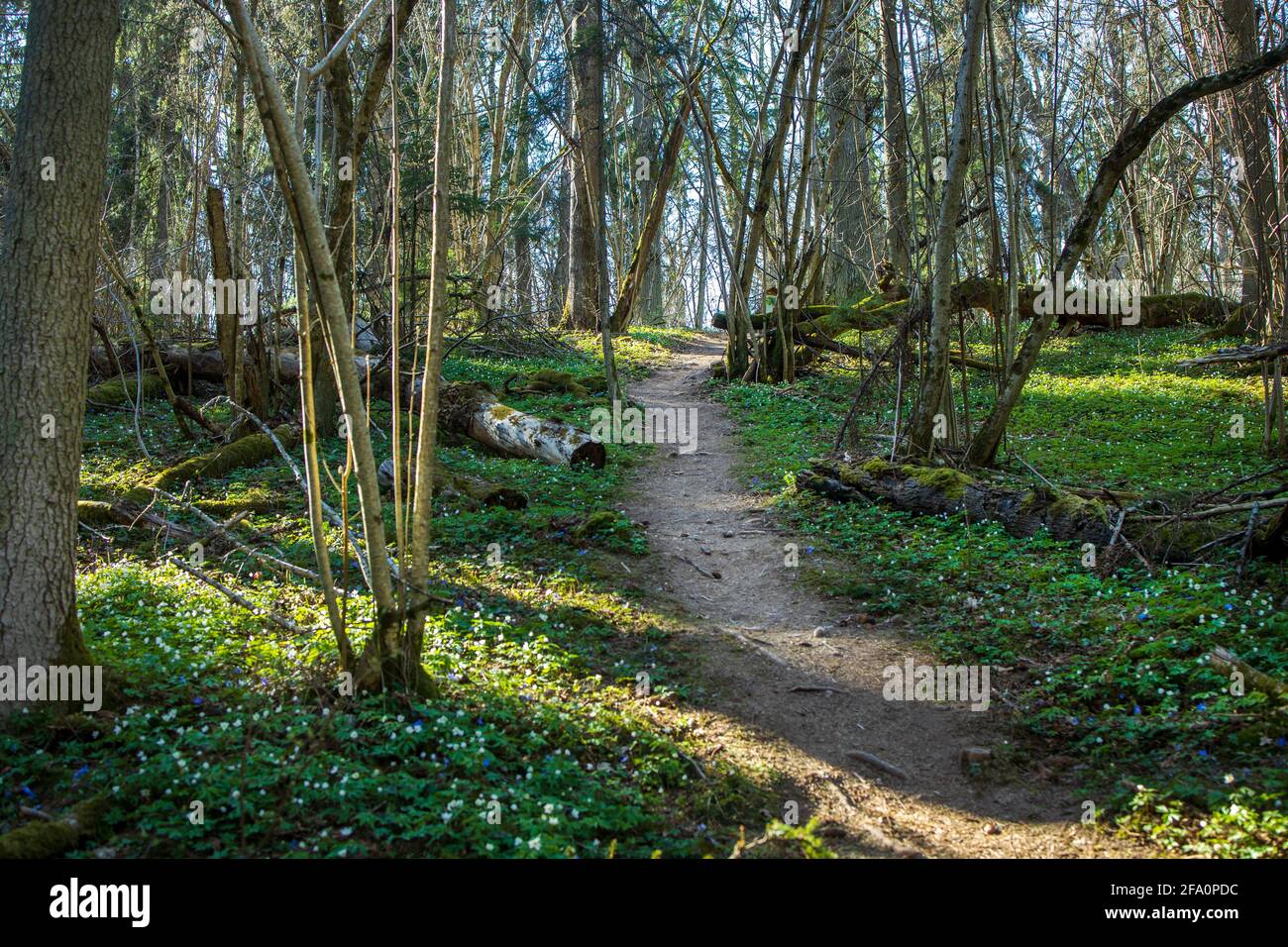 Overgrown forest hi-res stock photography and images - Alamy