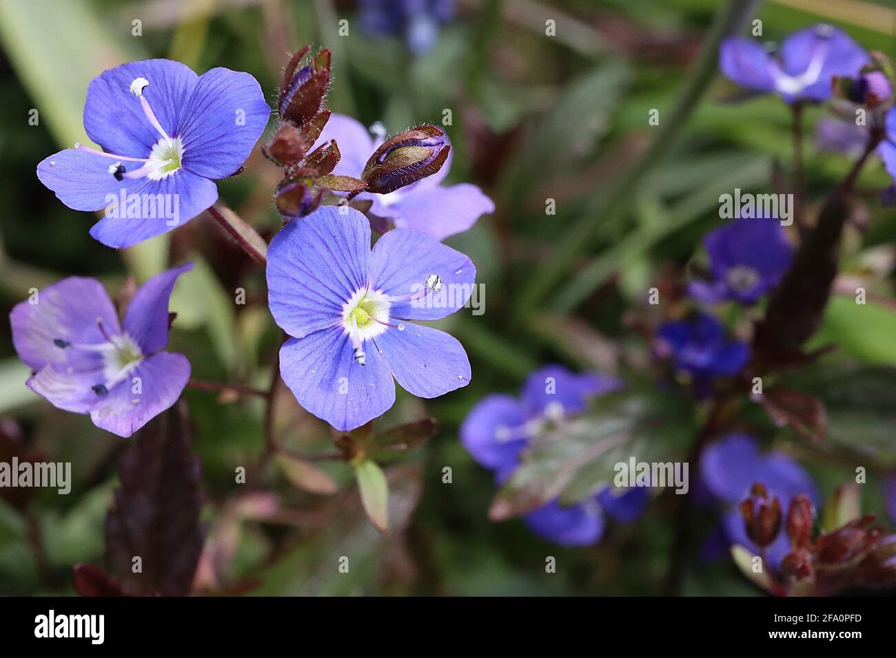 Veronica chamaedrys Germander speedwell – deep blue flowers with two ...