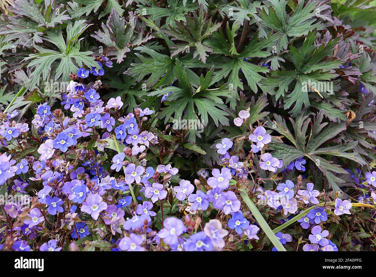 Veronica chamaedrys Germander speedwell – deep blue flowers with two ...