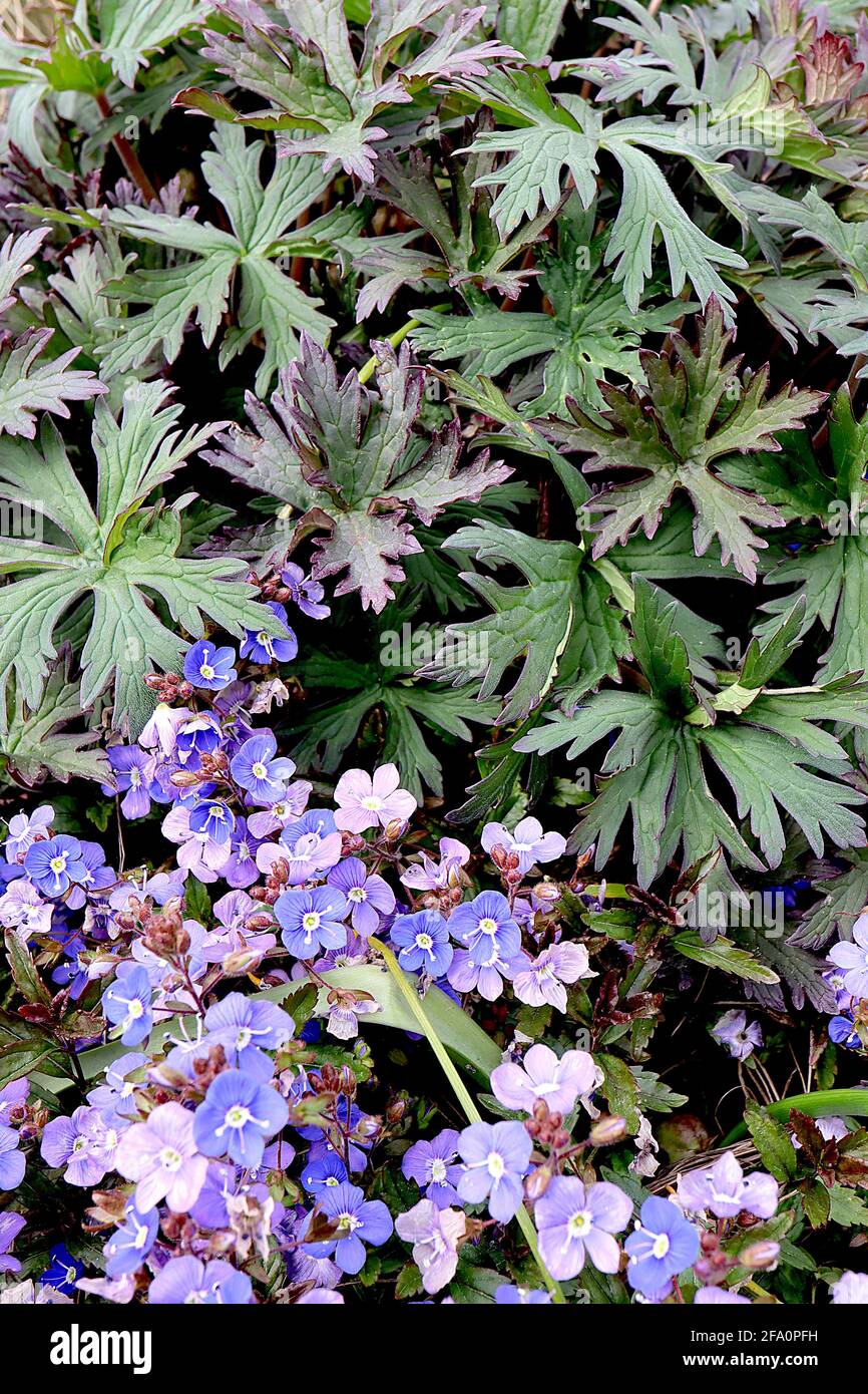Veronica chamaedrys Germander speedwell – deep blue flowers with two ...