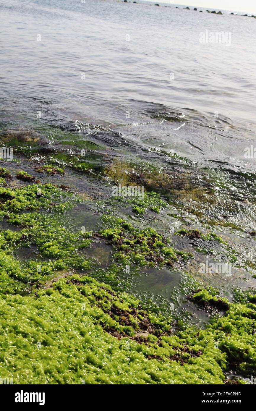background of the sea with marine algae Stock Photo - Alamy