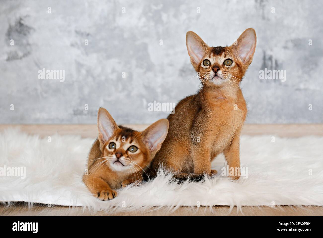 Cute Abyssinian Kittens