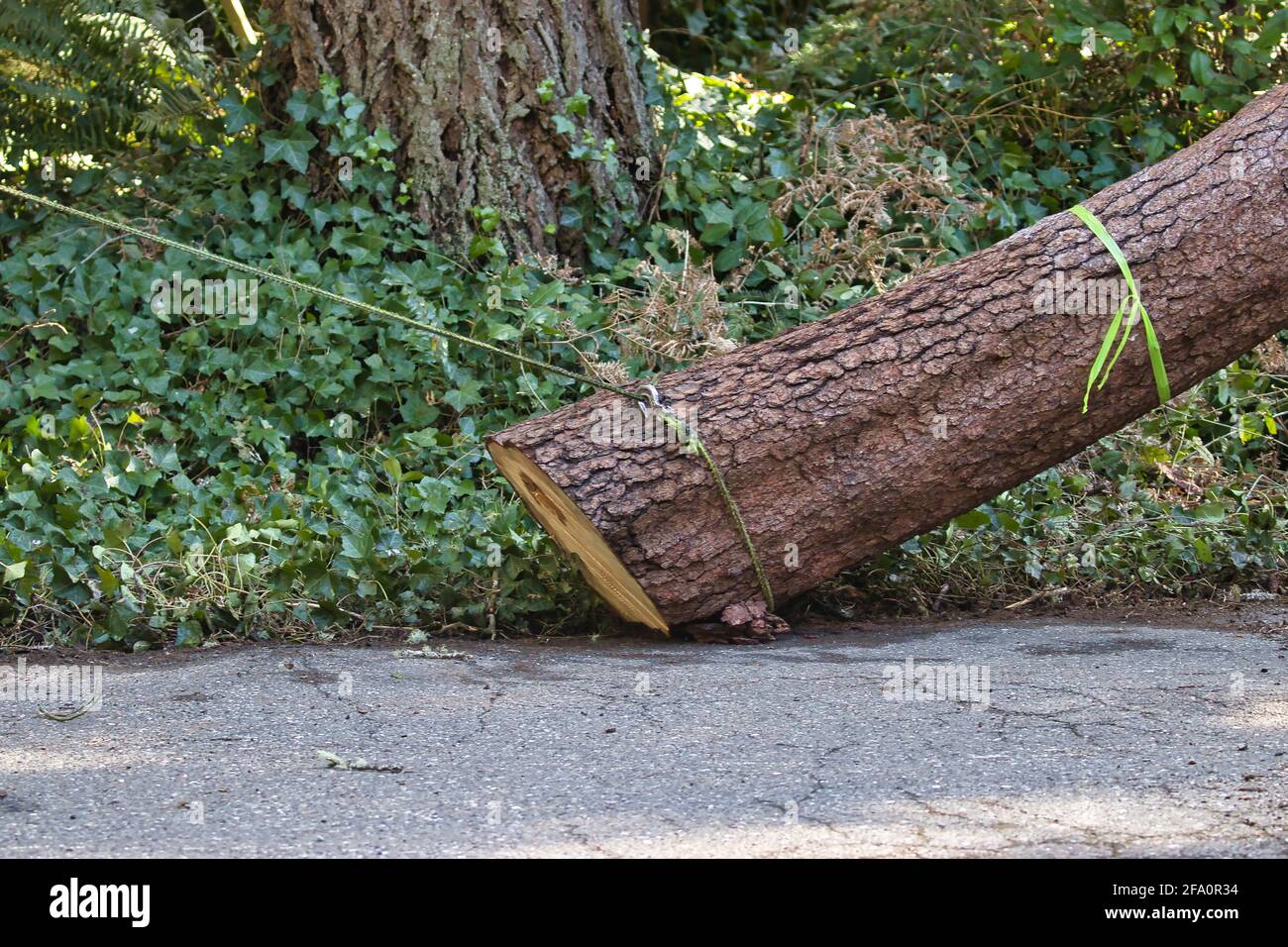 log from fallen tree being pulled by rope Stock Photo - Alamy