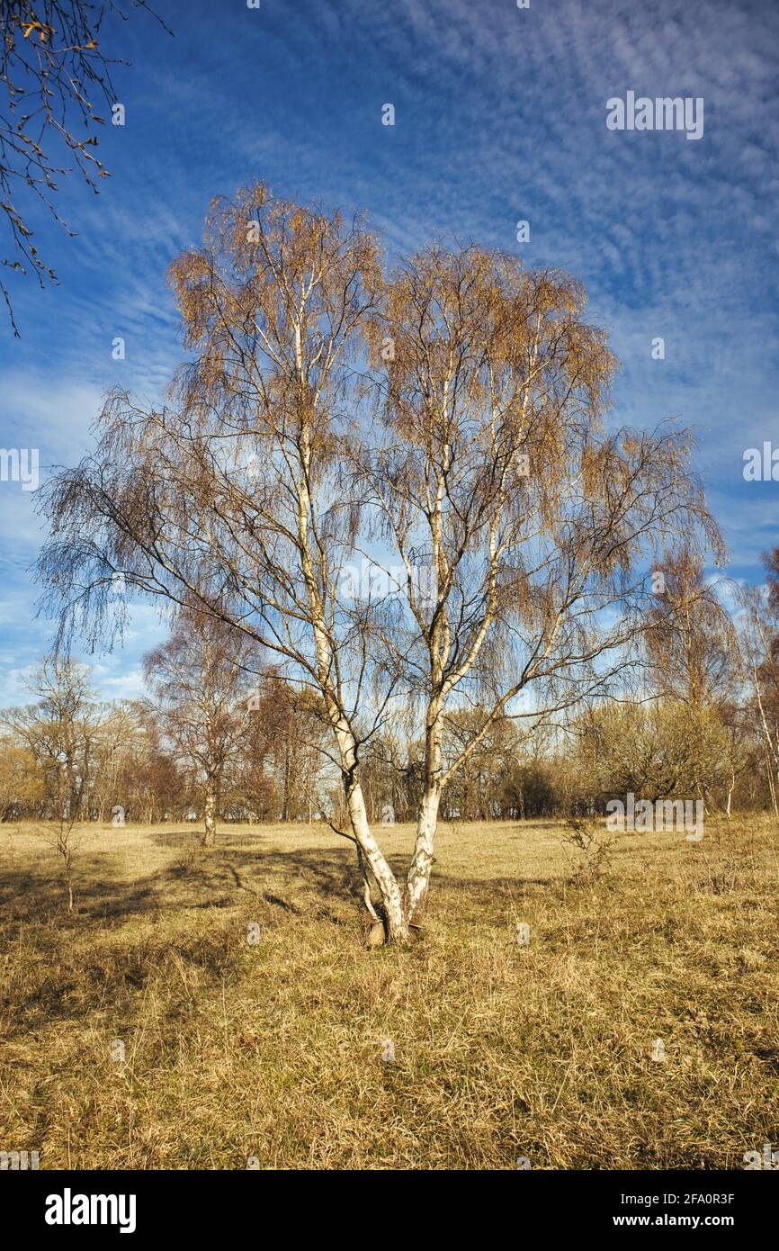 Birch species hi-res stock photography and images - Alamy