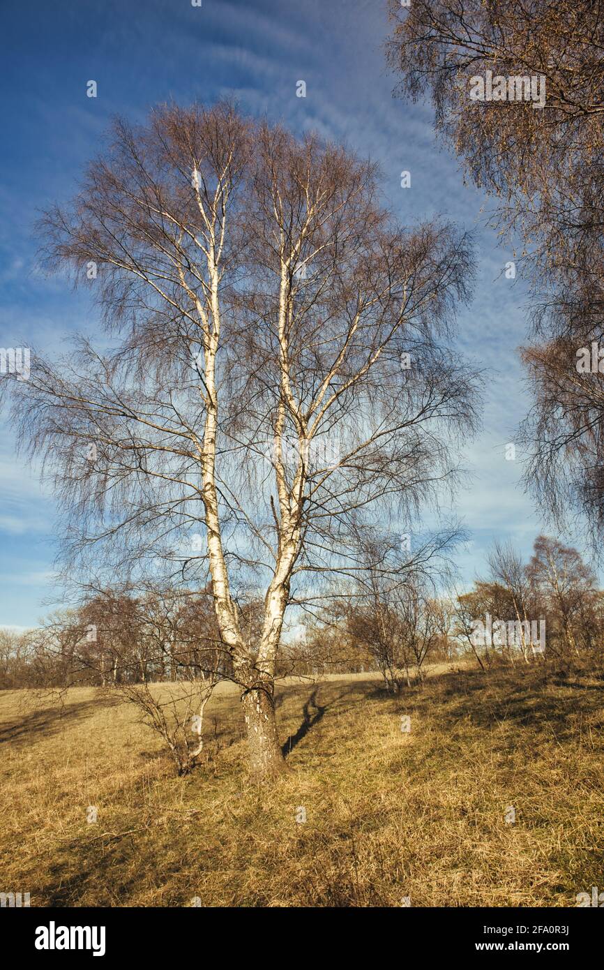 Silver Birch Tree with a Blue Sky on a Sunny Day, County Durham ...