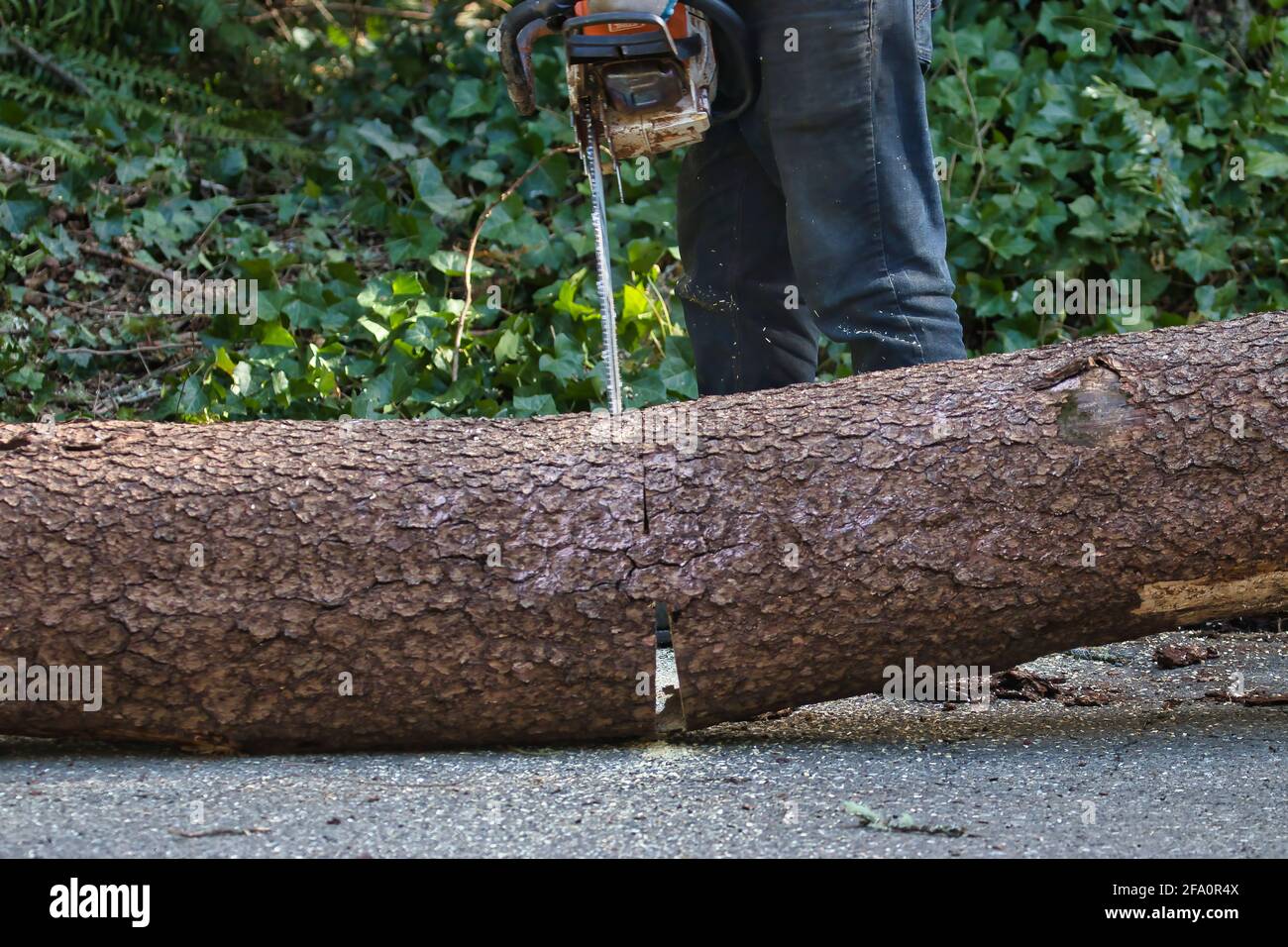 Man with a chainsaw cutting the thick trunk of a downed pine tree Stock ...