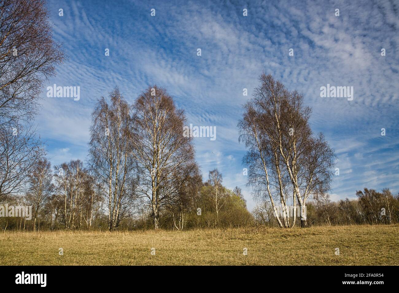 Silver Birch Trees with a dramatic Blue Sky on a Sunny Day, County ...