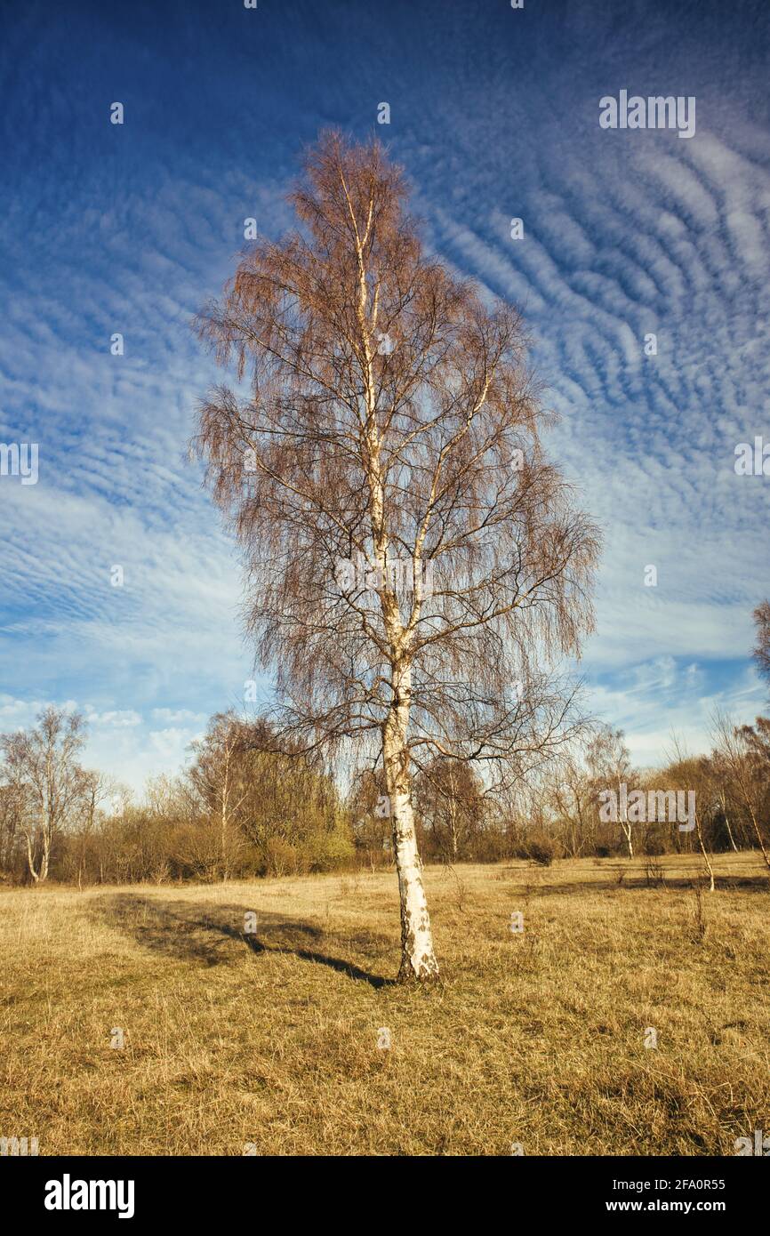Birch species hi-res stock photography and images - Alamy