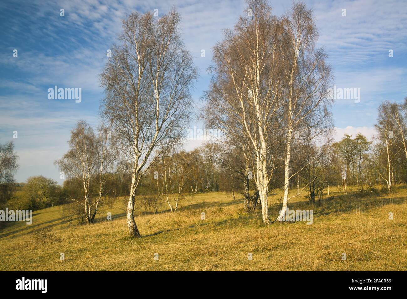 Birch trees garden uk hi-res stock photography and images - Alamy