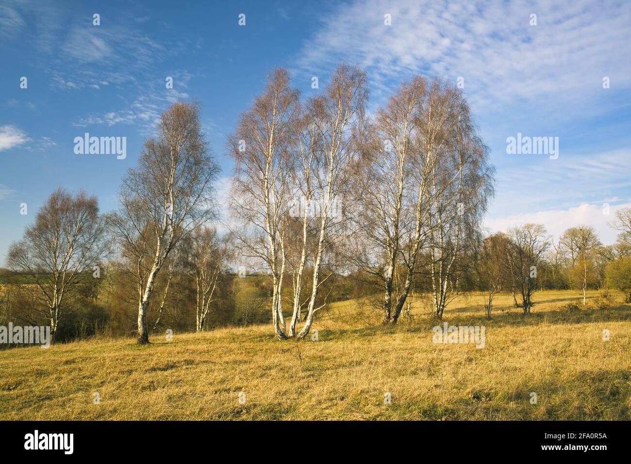 Birch trees garden uk hi-res stock photography and images - Alamy