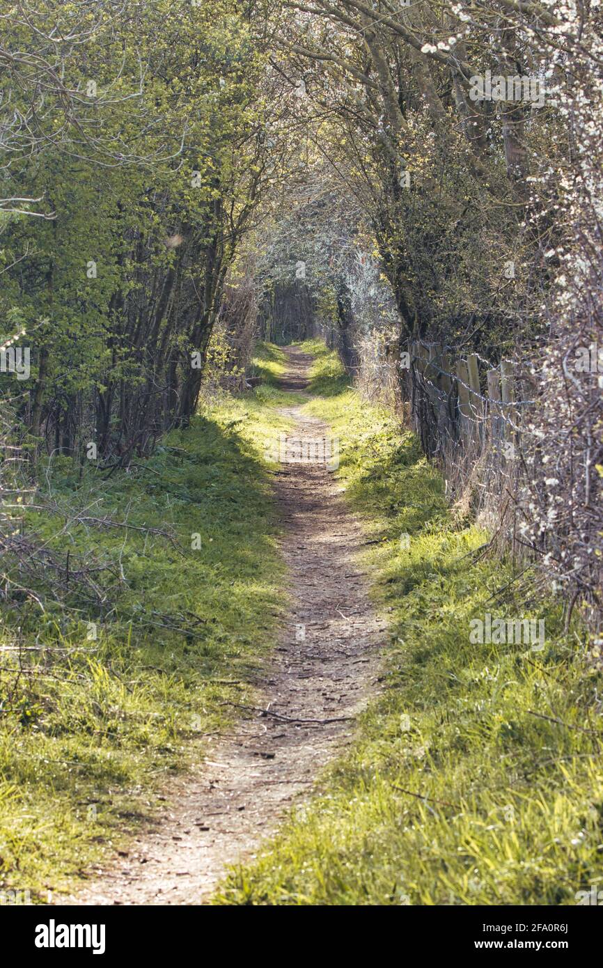 Tree tunnel england hi-res stock photography and images - Alamy
