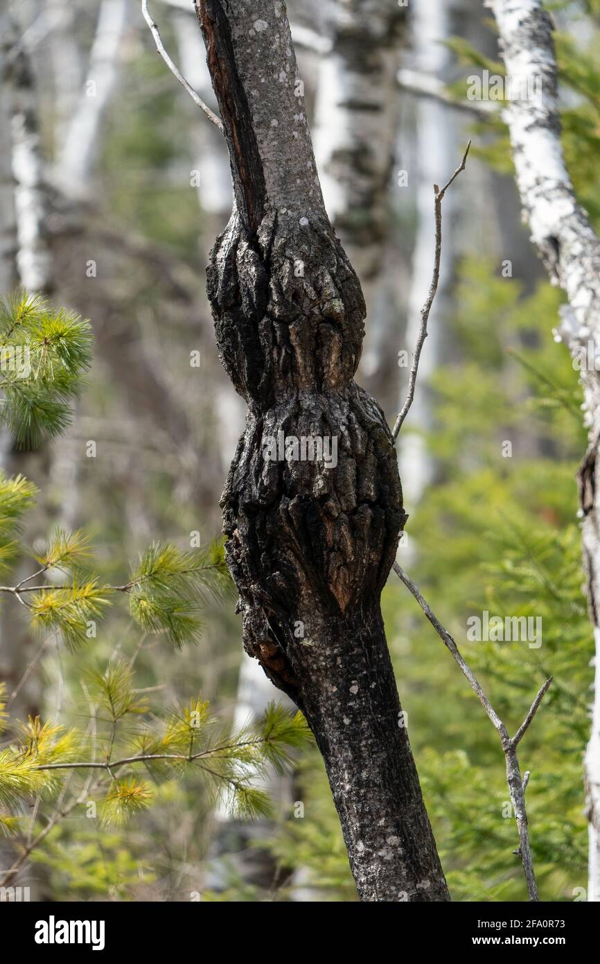 Tree burl hi-res stock photography and images - Alamy