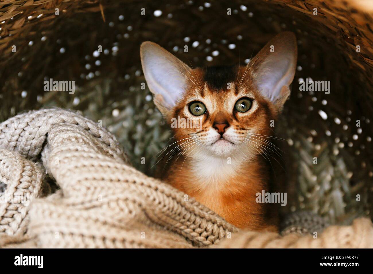 Alone close hi-res stock photography and images - Alamy