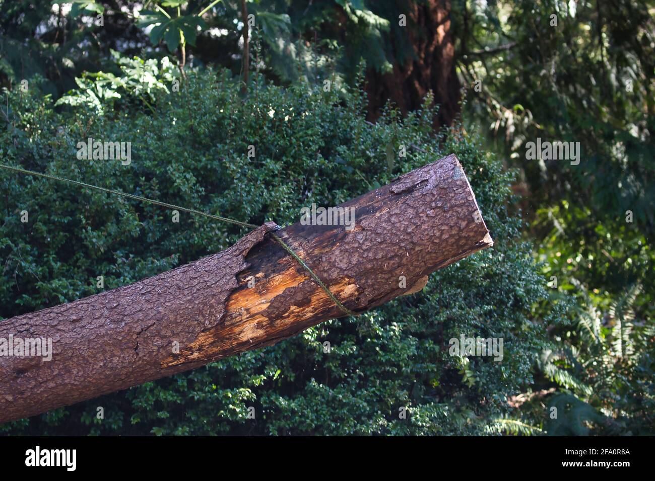 holding up a thick cut log by a rope to move it into a truck or ...